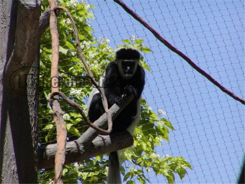 Monkey Enclosure Mesh - Stainless Steel Cable Mesh Supplier - LIULIN