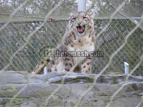 Leopard Enclosure Fence - Stainless Steel Cable Mesh Supplier - LIULIN