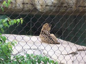 Leopard Enclosure Fence - Stainless Steel Cable Mesh Supplier - LIULIN
