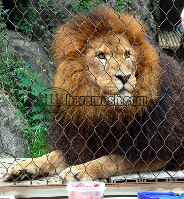 Lion cages for sale, LIULIN zoo wire mesh supply 304/316 steel rope mesh