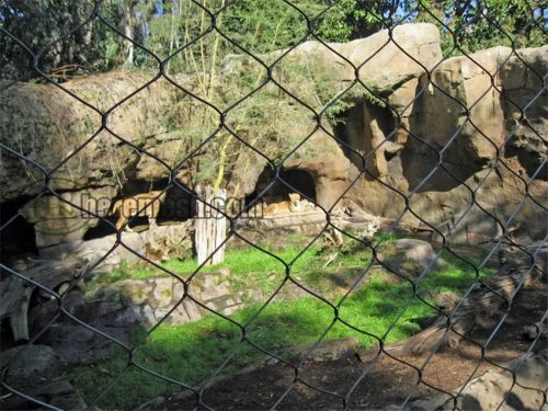 Animal Enclosure Fence in Zoos & Bird Parks – Liulin wire mesh