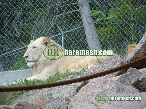 Lion fencing, lion cages - Stainless Steel Cable Mesh Supplier - LIULIN