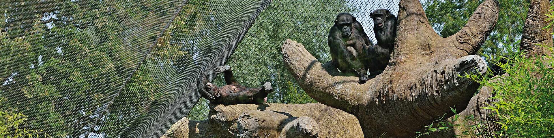 Bestly Good Zoo Animal Enclosures, Zoo Fence Mesh