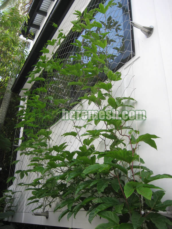 Green wall mesh ,Stainless steel green wall mesh, plant climbing mesh