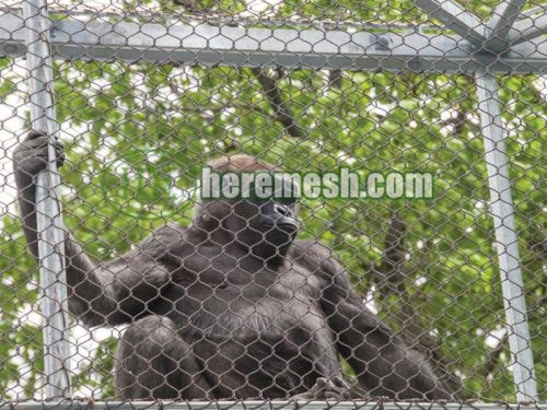 Gorilla Enclosure Mesh, Orangutan enclosure mesh