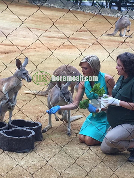 Kangaroo Fence Mesh ，Kangaroo Enclosure Mesh