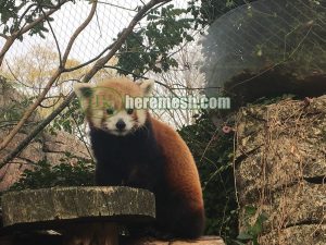 Red Panda Enclosure Mesh, Red Panda Exhibition Netting