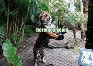 Creating Ecological Tiger Enclosure: Zoo Tiger Enclosure Netting Solutions