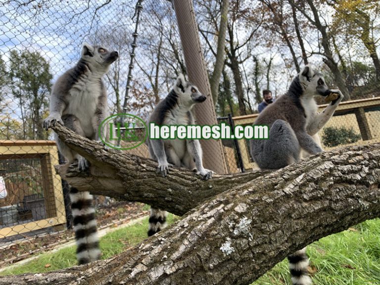 Lemur Enclosure Mesh ，Lemur Exhibition Mesh Netting
