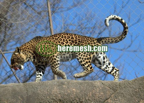 Animal Enclosure Zoo Mesh , Animal Eclosure Mesh